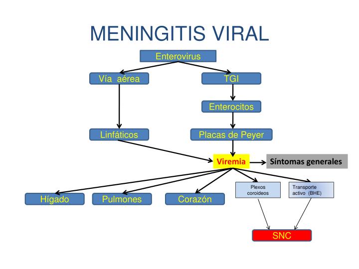 PPT - MENINGITIS PowerPoint Presentation - ID:1453459