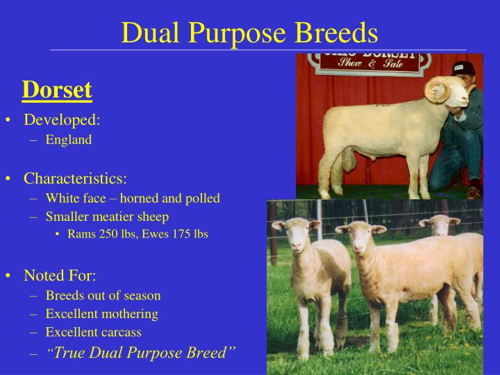 PPT - U.S. Sheep and Goat Breeds PowerPoint Presentation - ID:1453516