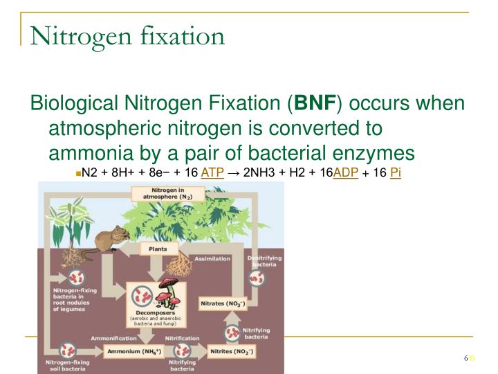 PPT - Nutrient Cycling and Retention PowerPoint Presentation - ID:1453524