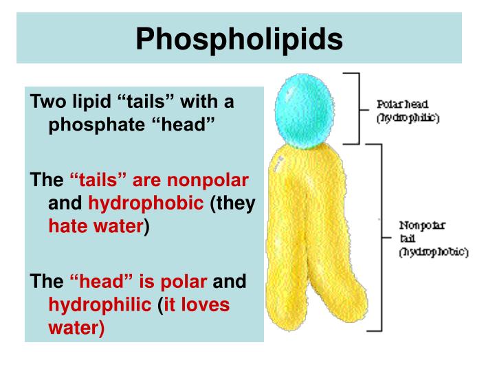 PPT - THE CELL PowerPoint Presentation - ID:1453775