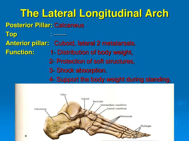 PPT - Arches of the foot PowerPoint Presentation - ID:1453796