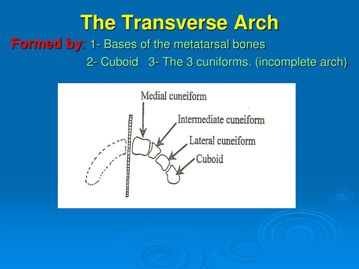 PPT - Arches of the foot PowerPoint Presentation - ID:1453796