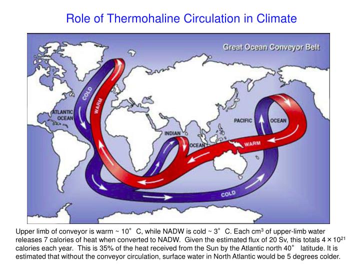 PPT - Thermohaline Circulation PowerPoint Presentation - ID:1454019