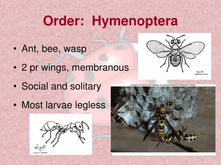 PPT - Order: Hymenoptera PowerPoint Presentation, free download - ID:1454142