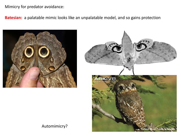 PPT - MIMICRY PowerPoint Presentation - ID:1454191