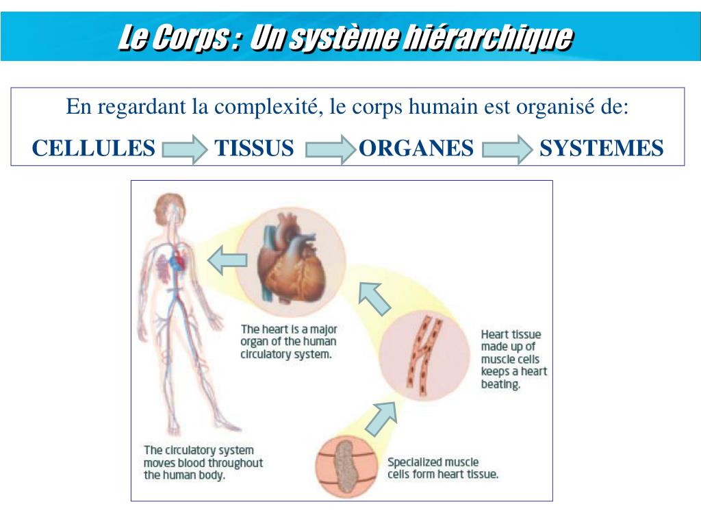 PPT - Les Organes et Systèmes PowerPoint Presentation, free download ...