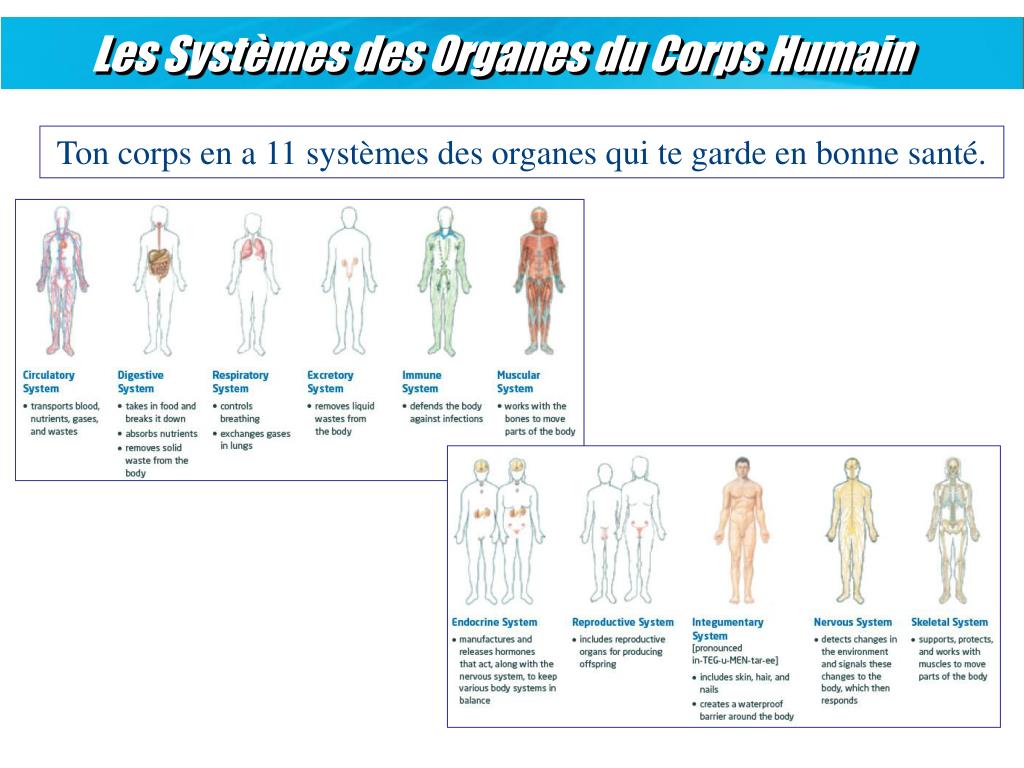 PPT - Les Organes et Systèmes PowerPoint Presentation, free download ...