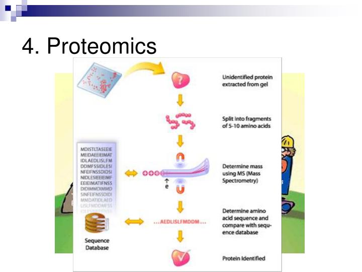 PPT - Proteomics of Cartilage and Bone Tissue Engineering PowerPoint ...