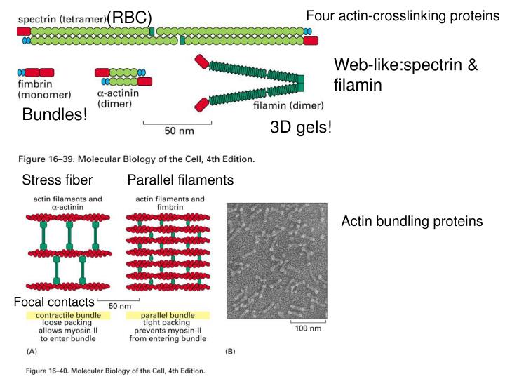 PPT - Chapter 15 Cytoskeleton: Regulation by Accessory Proteins ...