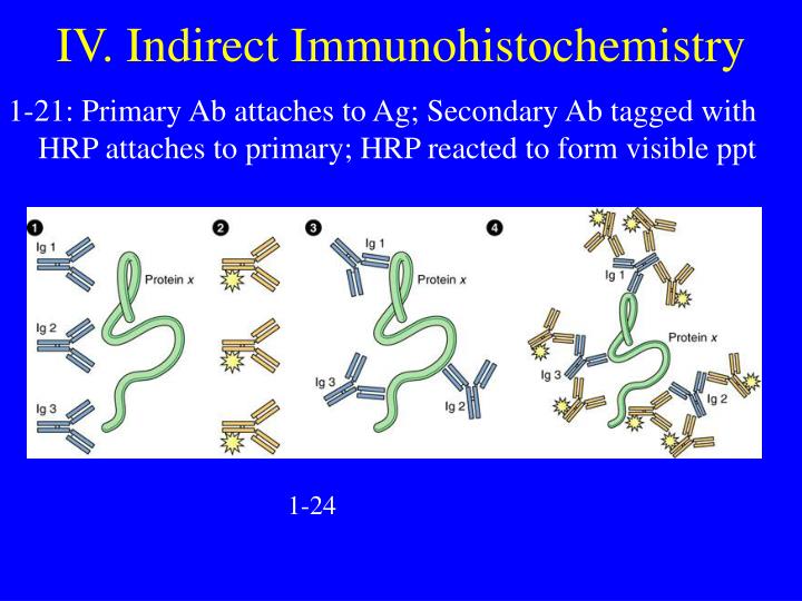 PPT - Tissue Processing PowerPoint Presentation - ID:1455886