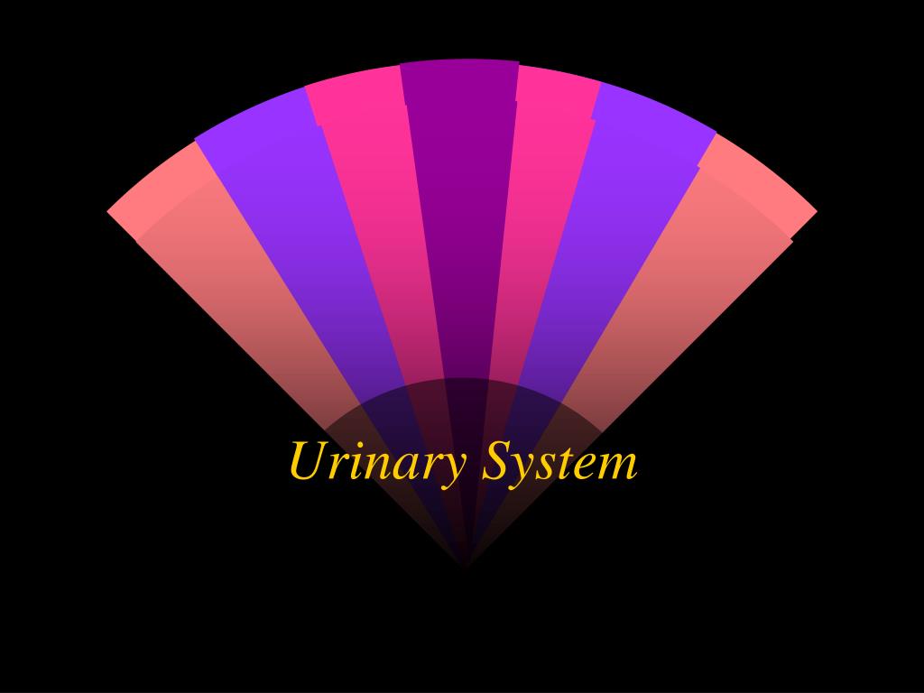Ppt Urinary System Powerpoint Presentation Free Download Id 1456907