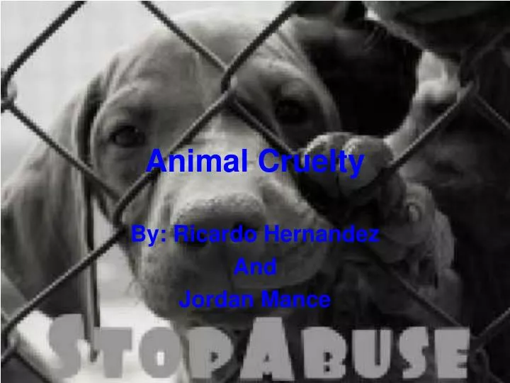 PPT - Animal Cruelty PowerPoint Presentation, free download - ID:1457706
