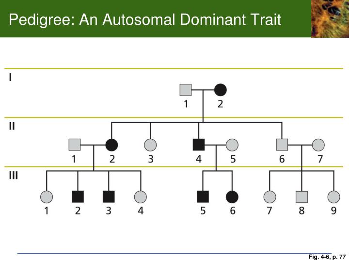 PPT - Pedigree Analysis in Human Genetics Chp.4 Human Pedigrees ...