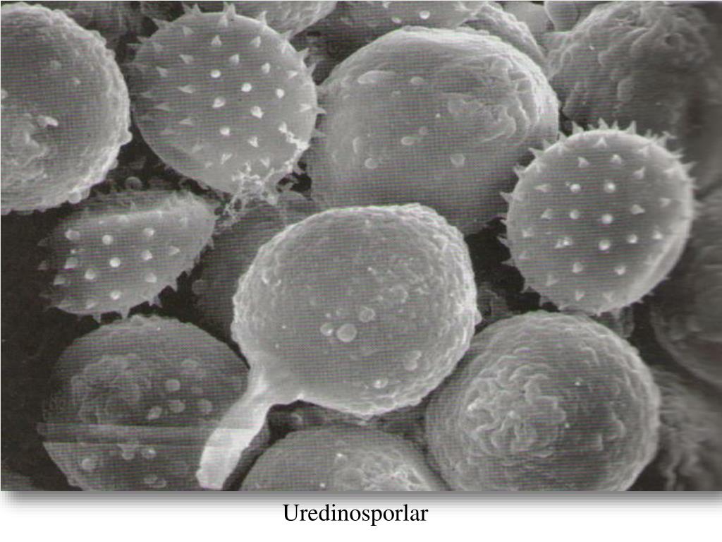 PPT - Təsərrüfatda yeri : PowerPoint Presentation, free download - ID ...