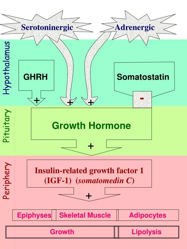 PPT - GHRH PowerPoint Presentation, free download - ID:1458910