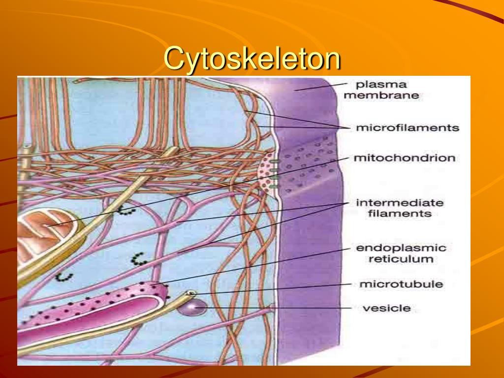 Cytoskeleton Definition Structure Functions