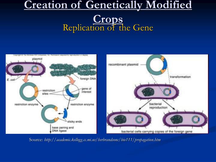 PPT - A Study of Genetically Modified Crops: Their Advantages and ...