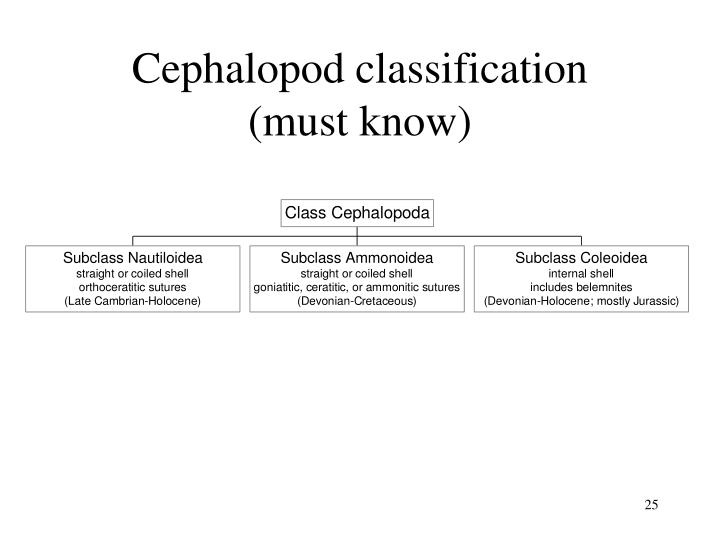 PPT - Phylum Mollusca: stuff to know PowerPoint Presentation - ID:1459665