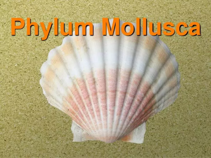 PPT - Phylum Mollusca PowerPoint Presentation, free download - ID:1459837