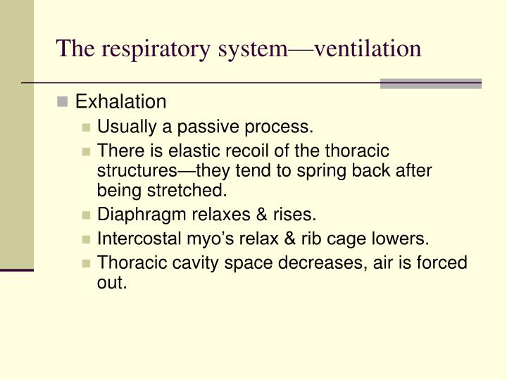 PPT - Maintenance of the Human Body Part 3: The Respiratory System ...