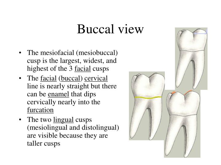 PPT - PERMANENT MANDIBULAR MOLARS PowerPoint Presentation - ID:1459914