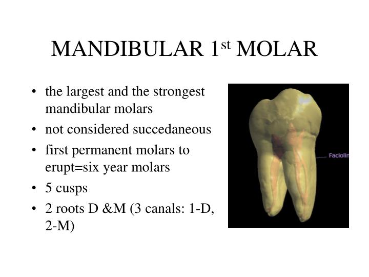 PPT - PERMANENT MANDIBULAR MOLARS PowerPoint Presentation - ID:1459914