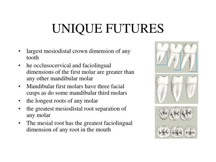PPT - PERMANENT MANDIBULAR MOLARS PowerPoint Presentation - ID:1459914