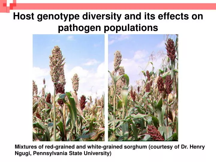 PPT - Host genotype diversity and its effects on pathogen populations ...