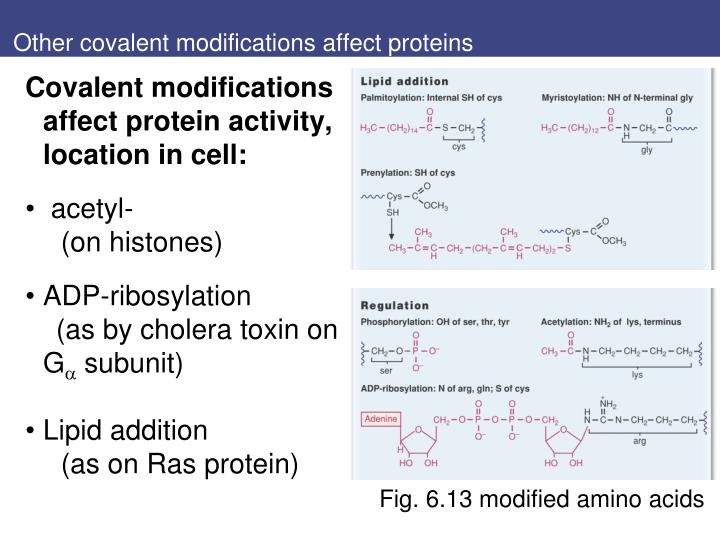 PPT - Chapt. 9 Regulation of Enzymes PowerPoint Presentation - ID:1460420