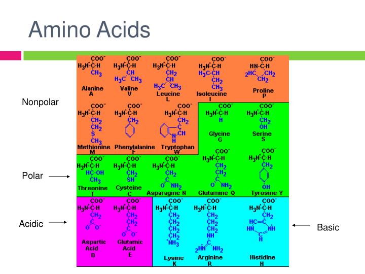 PPT - Proteins PowerPoint Presentation - ID:1460585