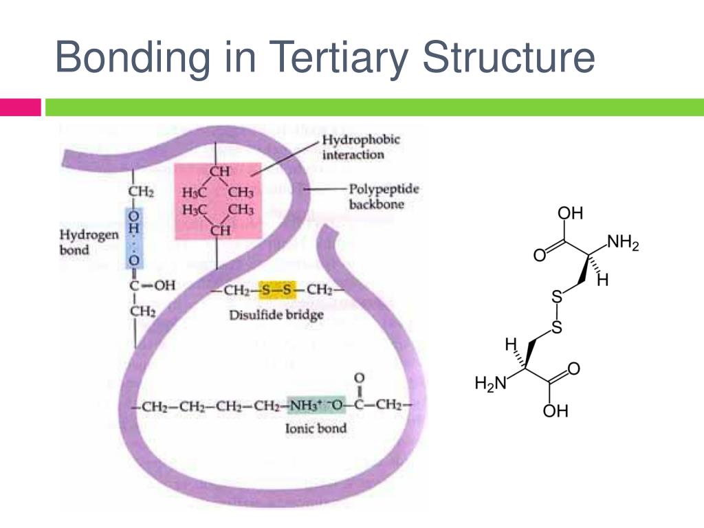Protein Folding Tertiary Structure at Teresa Conley blog Protein Folding Tertiary Structure at Teresa Conley blog