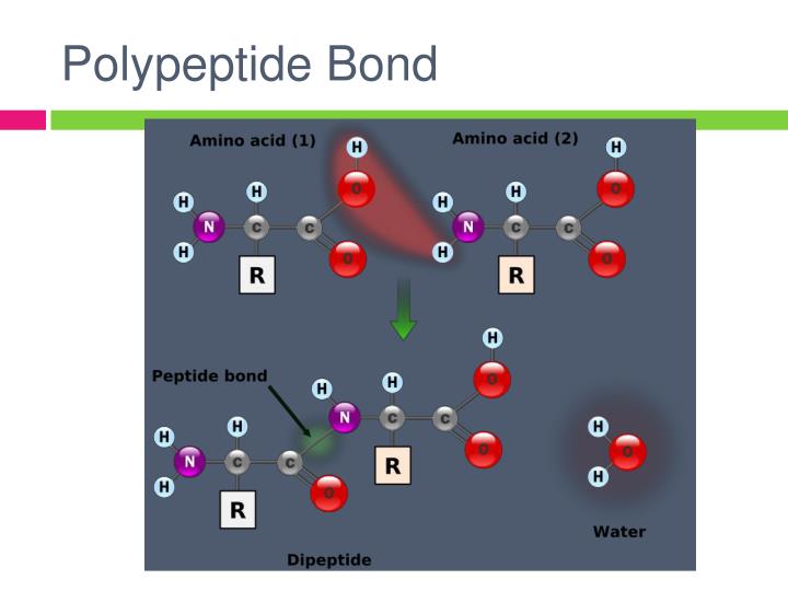 PPT - Proteins PowerPoint Presentation - ID:1460585