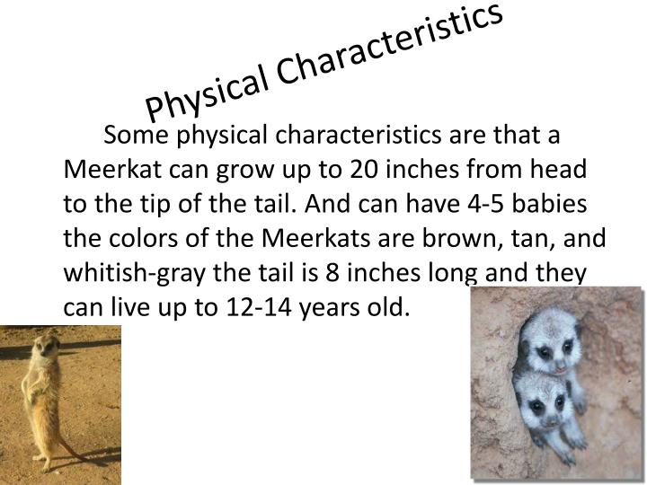 PPT - MEERKATS PowerPoint Presentation - ID:1460592