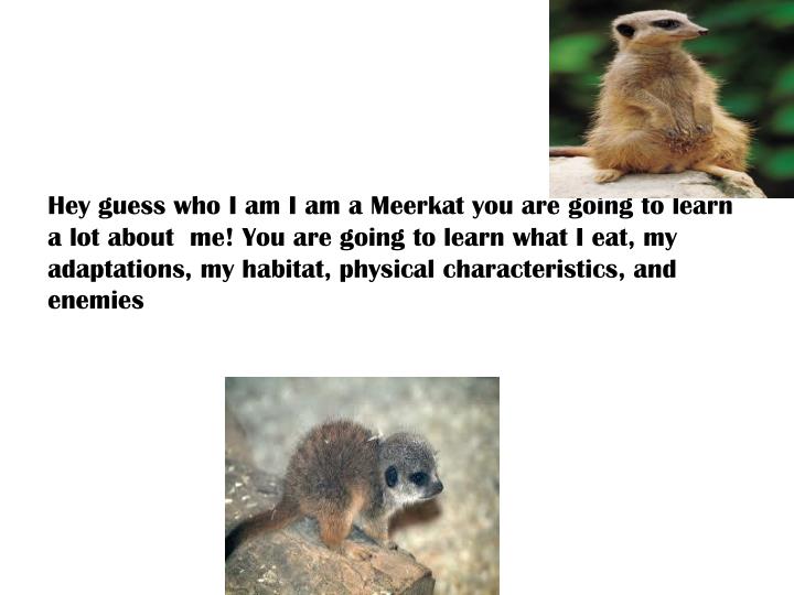 PPT - MEERKATS PowerPoint Presentation - ID:1460592