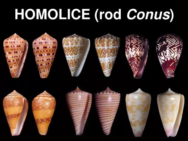 PPT - HOMOLICE (rod Conus ) PowerPoint Presentation, free download - ID ...