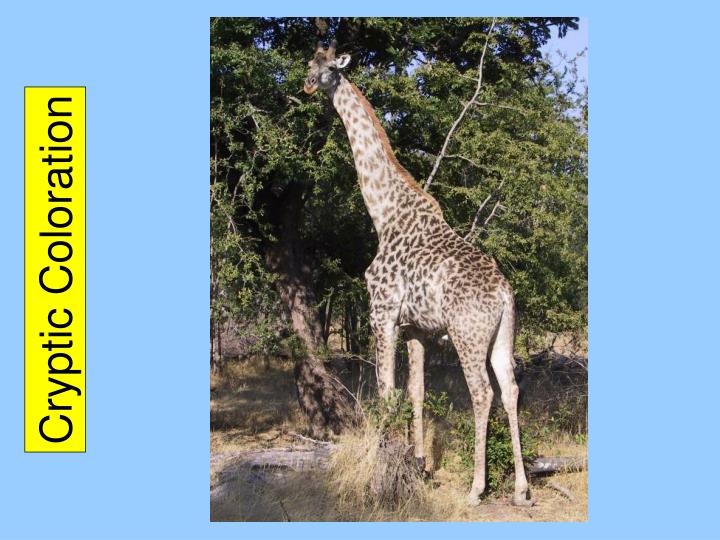 PPT - Community Ecology -- Interspecific Interactions PowerPoint ...