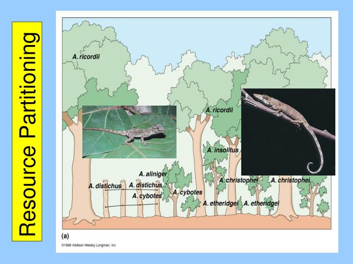 PPT - Community Ecology -- Interspecific Interactions PowerPoint ...