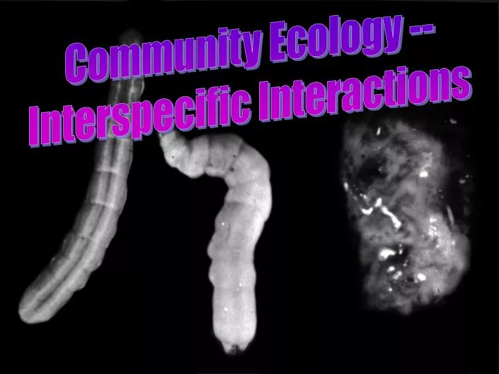 PPT - Community Ecology -- Interspecific Interactions PowerPoint ...