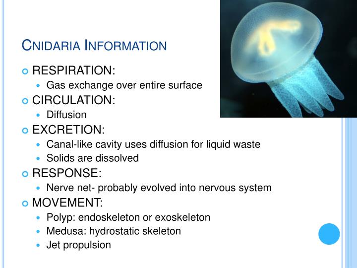 PPT - Porifera and Cnidarians PowerPoint Presentation - ID:1461700