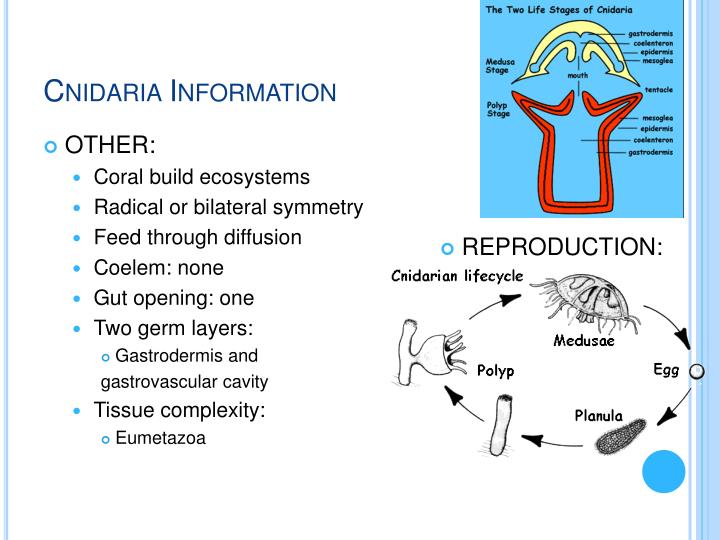 PPT - Porifera and Cnidarians PowerPoint Presentation - ID:1461700
