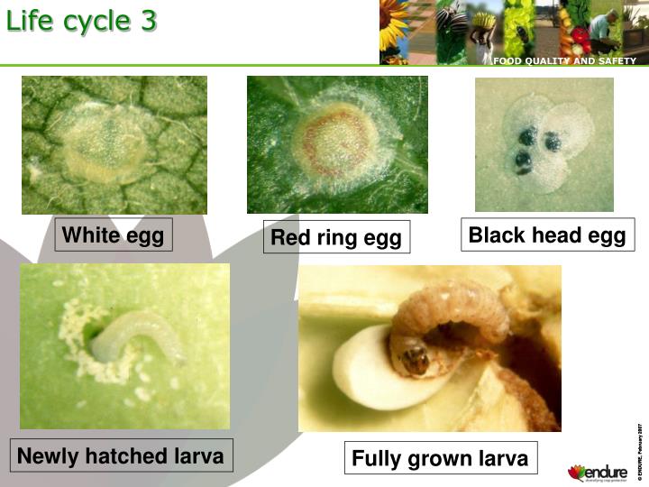 PPT - Codling moth ( Cydia pomonella ) biology and control Spain ...