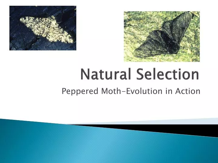 PPT - Natural Selection PowerPoint Presentation, free download - ID:1462350