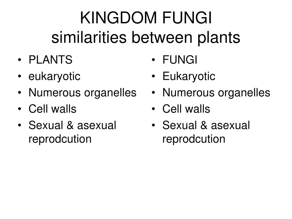 PPT - KINGDOM FUNGI similarities between plants PowerPoint Presentation ... PPT - KINGDOM FUNGI similarities between plants PowerPoint Presentation ...