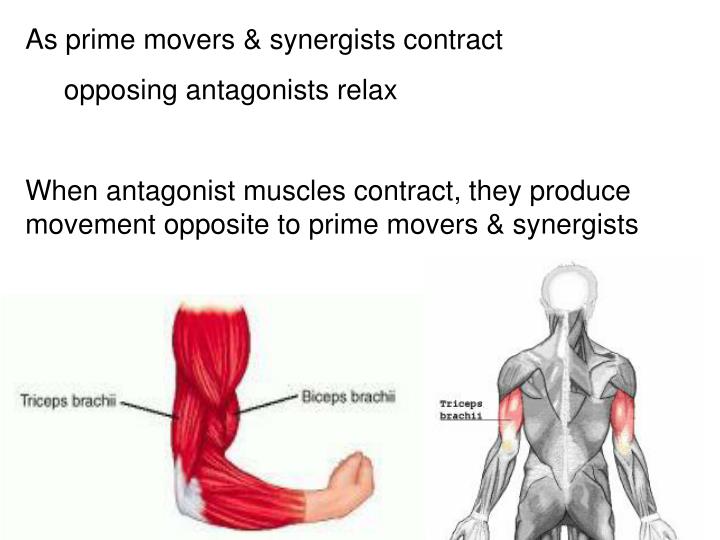 PPT - Functions of (Skeletal) Muscles PowerPoint Presentation - ID:1463284