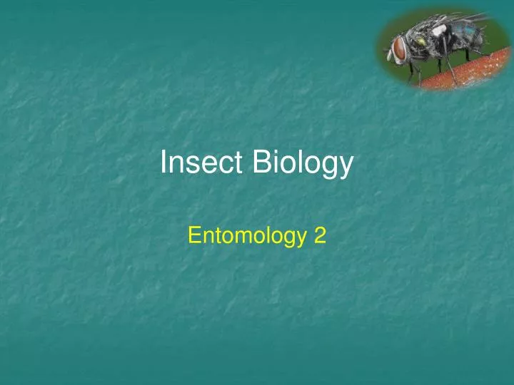 PPT - Insect Biology PowerPoint Presentation, free download - ID:1463295