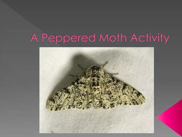 PPT - A Peppered Moth Activity PowerPoint Presentation, free download ...