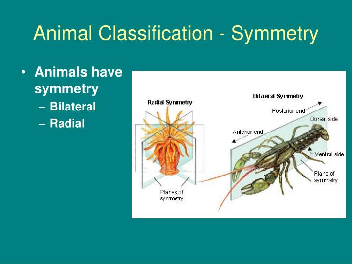 PPT - Biology 11 PowerPoint Presentation - ID:1463829