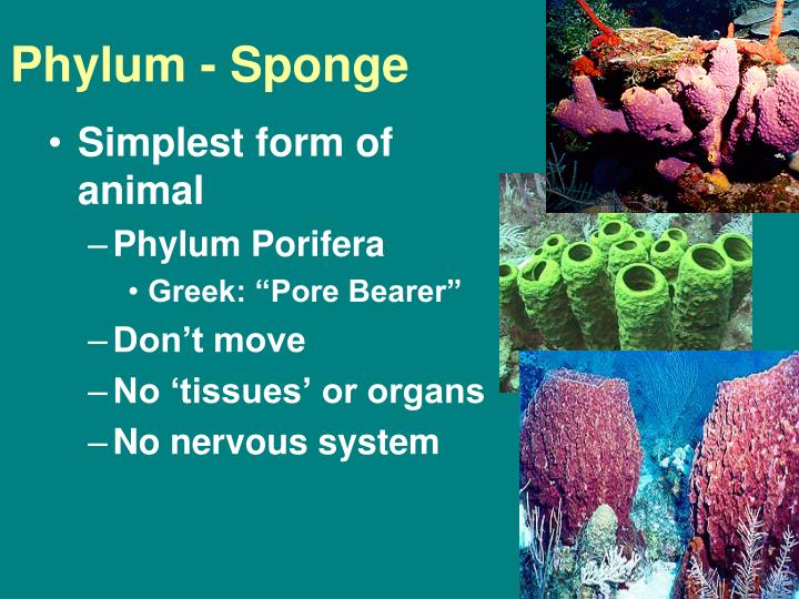 PPT - Biology 11 PowerPoint Presentation - ID:1463829