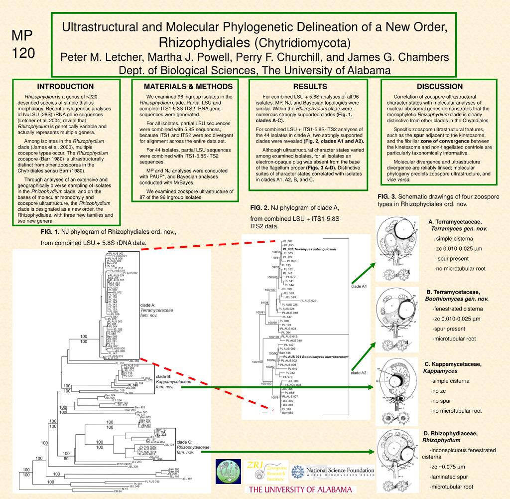 PPT - Ultrastructural and Molecular Phylogenetic Delineation of a New ...
