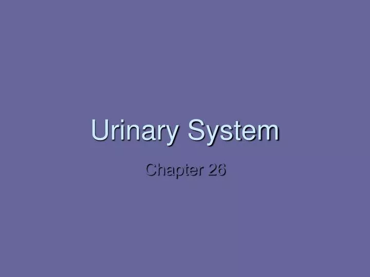 PPT - Urinary System PowerPoint Presentation, free download - ID:146449